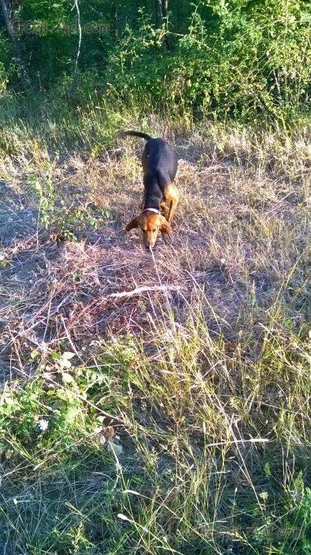 Segugio italiano nero vendo lepre focato. Cerca, compra, vendi nuovo e ...